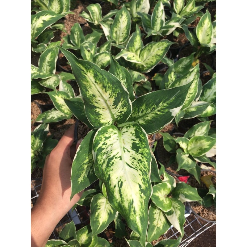 Jual diven lukisan cinta diven harmoni Aglonema Sparkle Blance Diven ...
