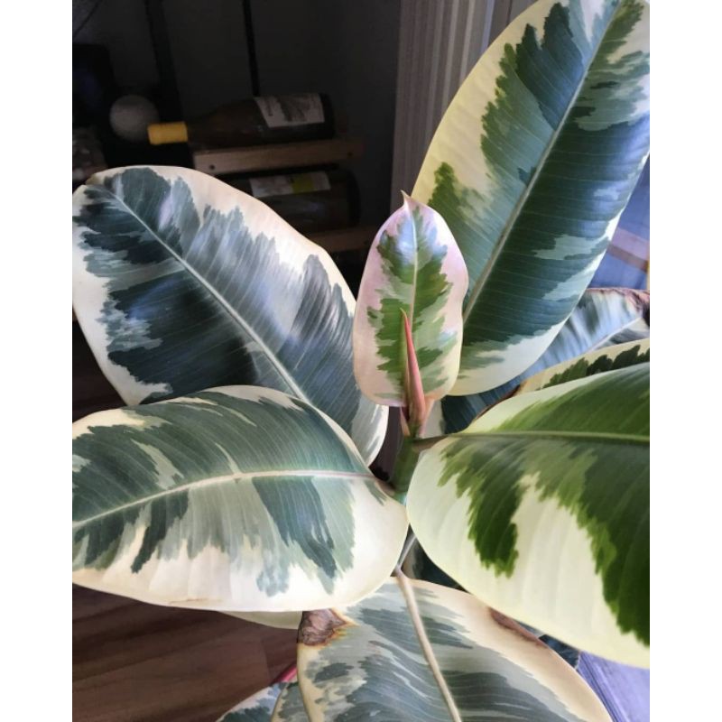 Jual TANAMAN FICUS ELASTICA VARIEGATA putih/ KARET KEBO VARIGATA ...