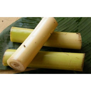 Jual GEDEBONG Pisang Segar 5 kg - SEJUTA KHASIAT, Gedebog, Gedebok ...