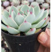 Harga Cihua Terbaru Desember 2022 |BigGo Indonesia