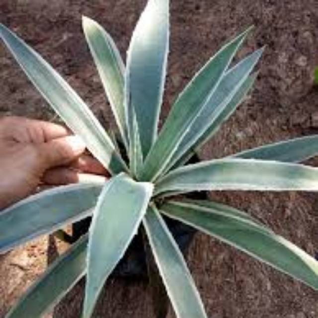 Jual Tanaman hias agave raja - tanaman agave raja | Shopee Indonesia