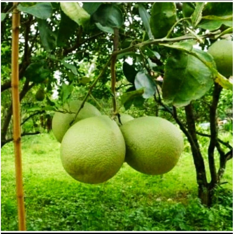 Jual JERUK BALI||BUAH JERUK BALI||JERUK PAMELO||JERUK BOLA MERAH||JERUK ... Jual JERUK BALI||BUAH JERUK BALI||JERUK PAMELO||JERUK BOLA MERAH||JERUK ...
