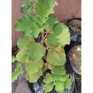 Jual Tanaman Daun Bangun Torbangun ~Tumbuhan Daun Bangun~ Coleus ...