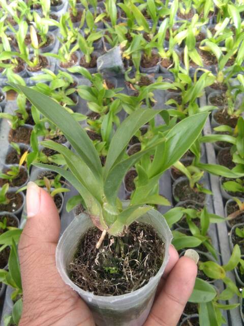 Jual BIBIT ANGGREK GRAMMA SCRIPTUM (WISATA FLORA) | Shopee Indonesia