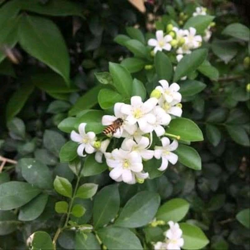 Jual vegetasi lebah pakan klanceng bunga kemuning kalau berbunga wangi ...