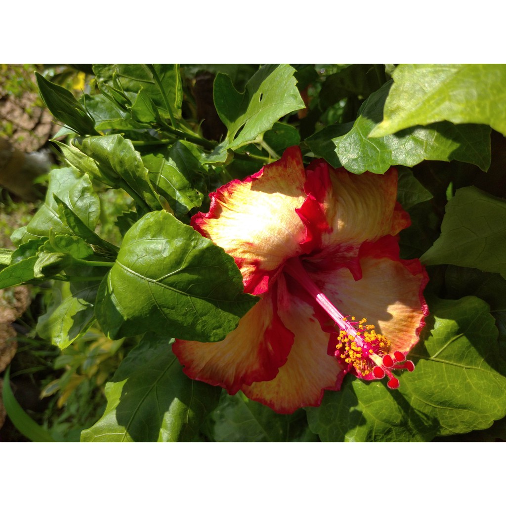Jual Tanaman Hias Hibiscus ~Hibiscus Rosa Sinensis minimal order 2 ...