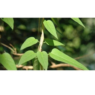 Jual bibit tanaman sembukan simbukan daun kentut tanamansayur dan ...