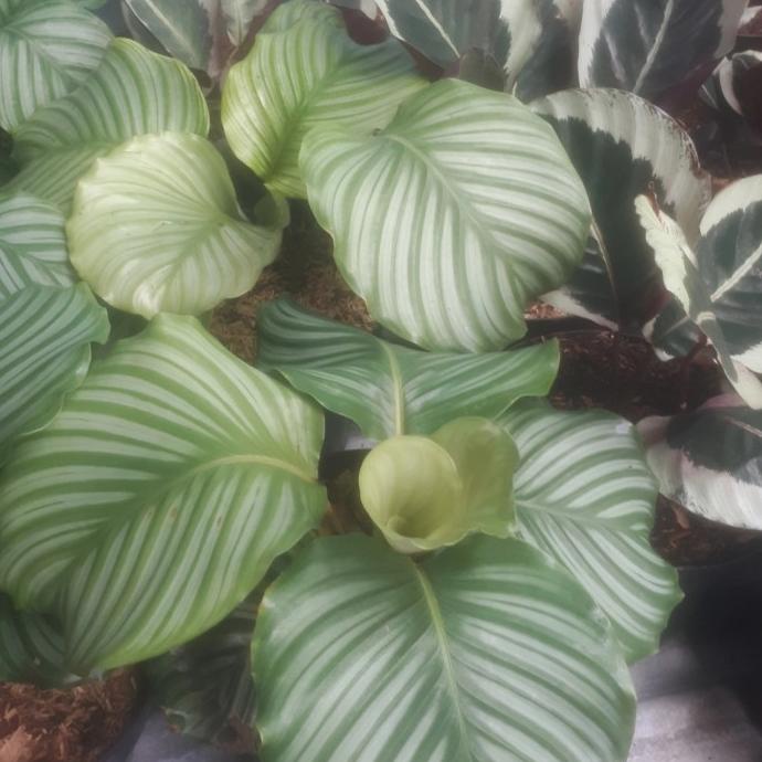 Jual jual calathea orbifolia besar | Shopee Indonesia