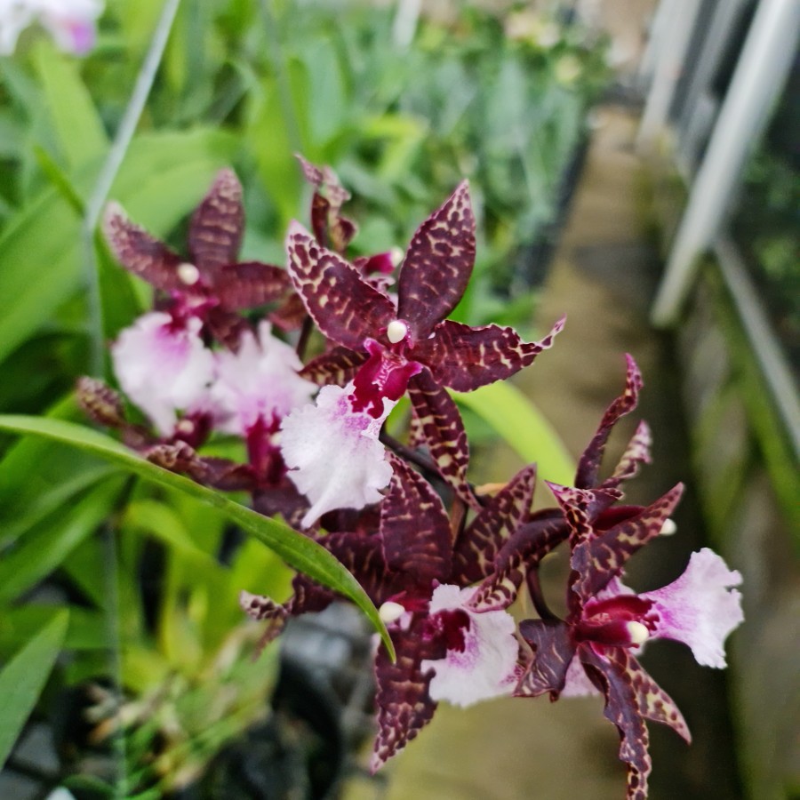 Jual Anggrek Oncidium Massai White | Shopee Indonesia