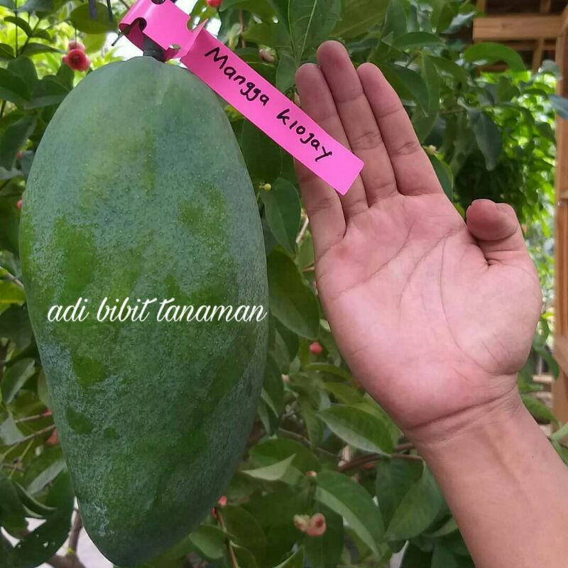 Jual Bibit mangga kiojay super. (Bisa CoD) | Shopee Indonesia