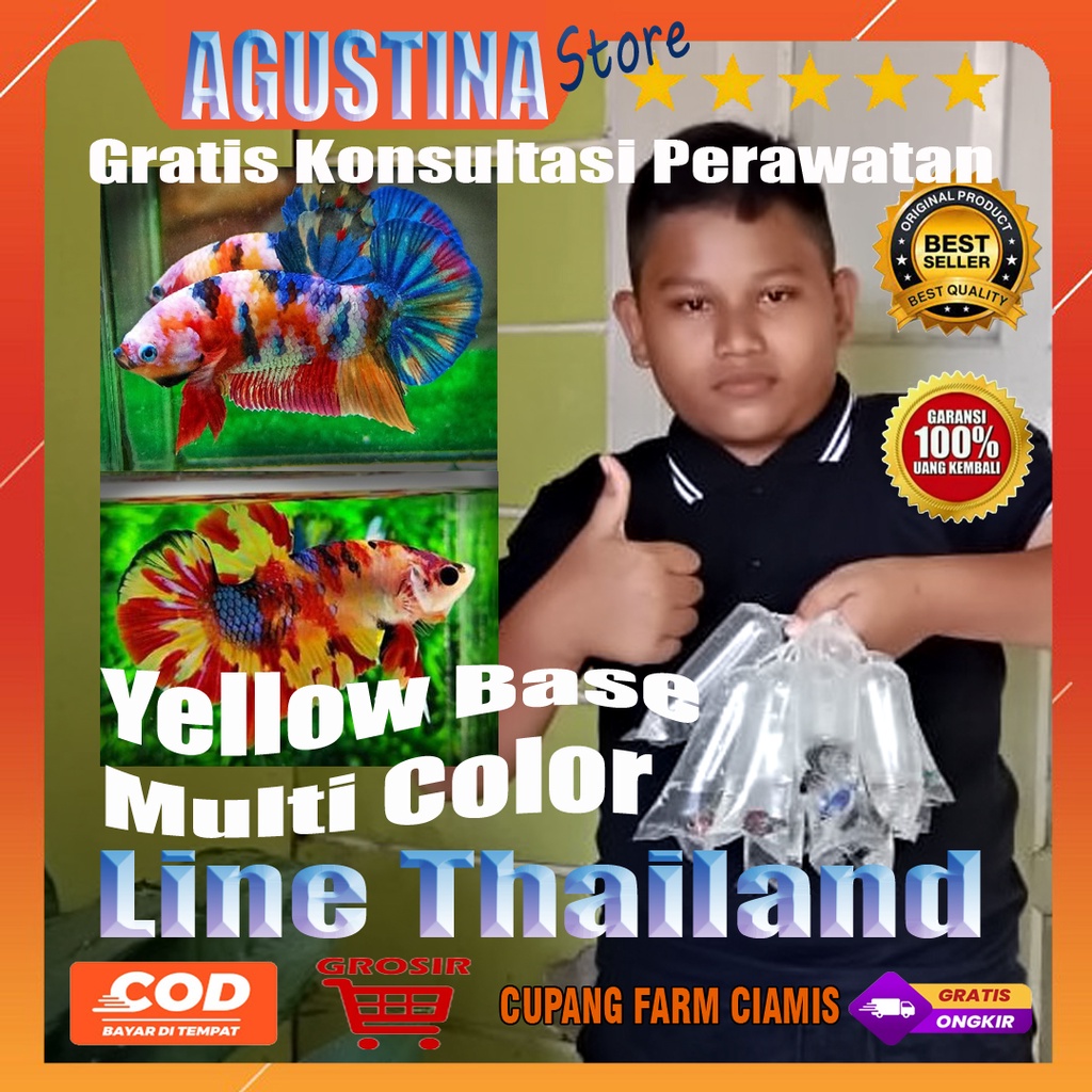 Jual cupang hm betina Harga Terbaik & Termurah September 2022 | Shopee ...