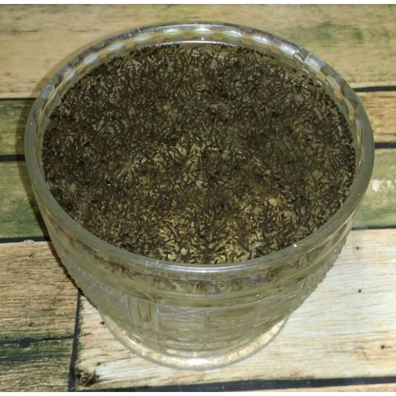 Jentik Nyamuk ( Encu ) / Pakan Ikan Cupang / Ikan Guppy / Ikan Hias ...