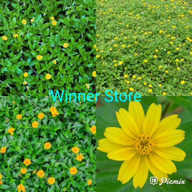 23+ Gambar Tanaman Wedelia yang Wajib Diketahui - Informasi Seputar Tanaman Hias