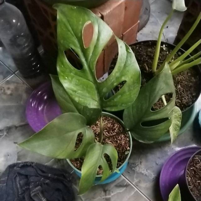 Jual Monstera rhaphidopora pertusa | Shopee Indonesia