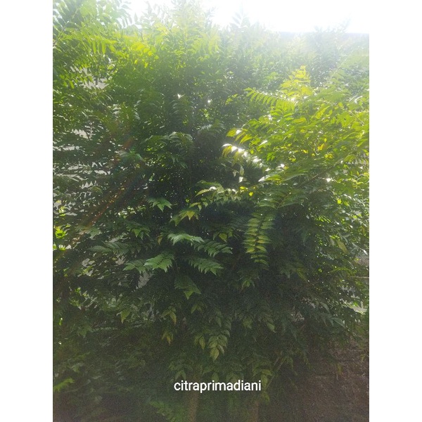 Jual DAUN KARI - DAUN KARE - DAUN TEMURUI - DAUN SALAM KOJA | Shopee ...