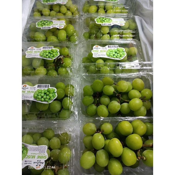 Jual Buah Anggur Shine Muscat jumbo Pack 500gr Fresh | Shopee Indonesia