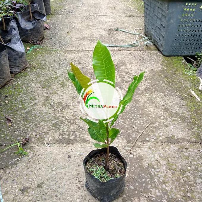 Jual BIBIT POHON JAMBU METE - BUAH JAMBU MEDE - TANAMAN JAMBU MONYET ...