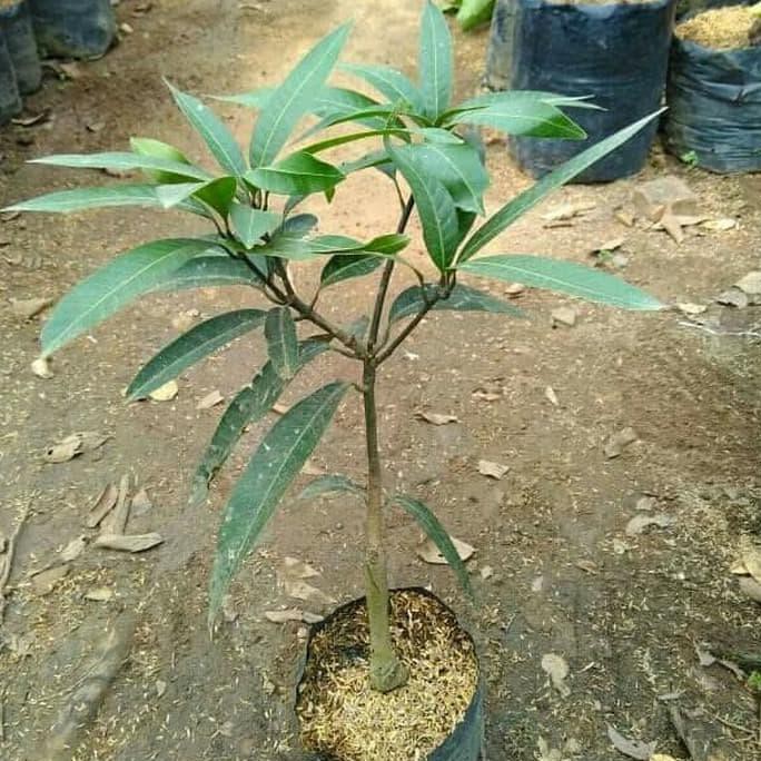 Jual Pusat Benih Tanaman. Bibit Pohon Mangga Apel - Tanaman Buah ...