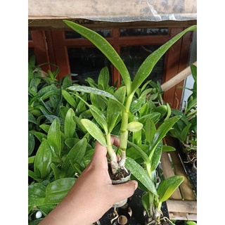 Jual Dendrobium Cut Nyak Dien | Shopee Indonesia