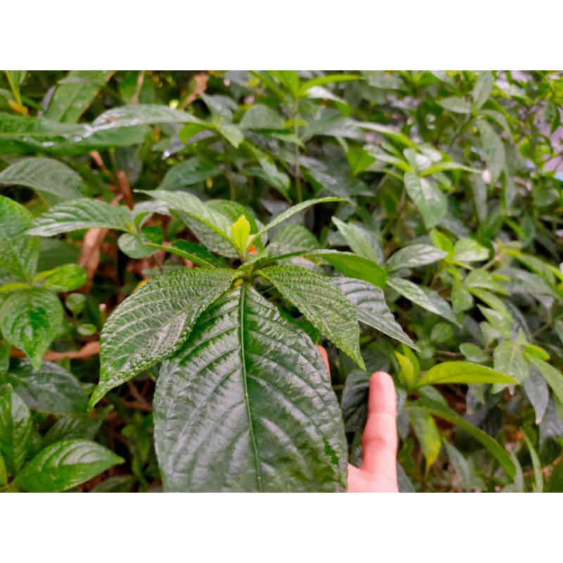 Jual Daun Pecah Beling Segar 1kg | Shopee Indonesia