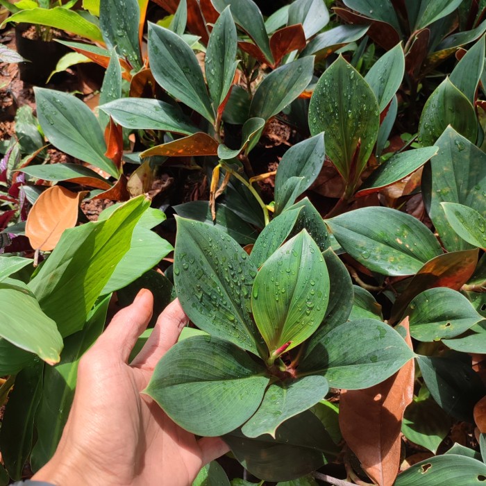 Jual PROMO tanaman hias pacing pentul / pohon pacing pentul merah ...