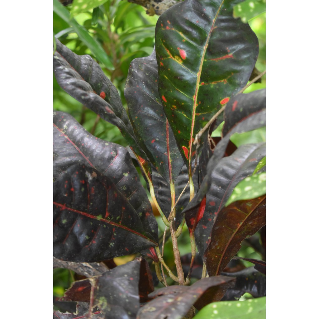 Jual BUNGA PAPUA/tanaman papua berwarna-warni Indonesia|Shopee Indonesia