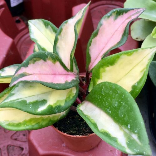Jual Tanaman hias hoya carnosa tricolor | Shopee Indonesia Jual Tanaman hias hoya carnosa tricolor | Shopee Indonesia