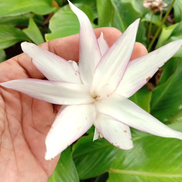 Jual Tanaman kalatea bintang | losenery | star chalatea | maranti bunga ...