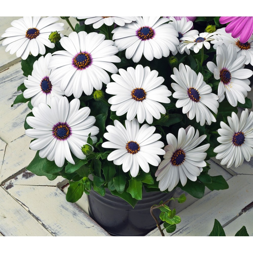 Jual Amefurashi 20 Benih Bibit Biji Bunga Osteospermum African Daisy ...