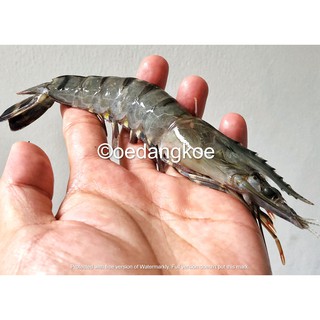 Jual Udang SEGAR BESAR ! TIGER PRAWN / WINDU / PACET / Size SUPER 25 ...