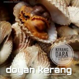 Jual KERANG DARA MENTAH - FRESH Indonesia|Shopee Indonesia