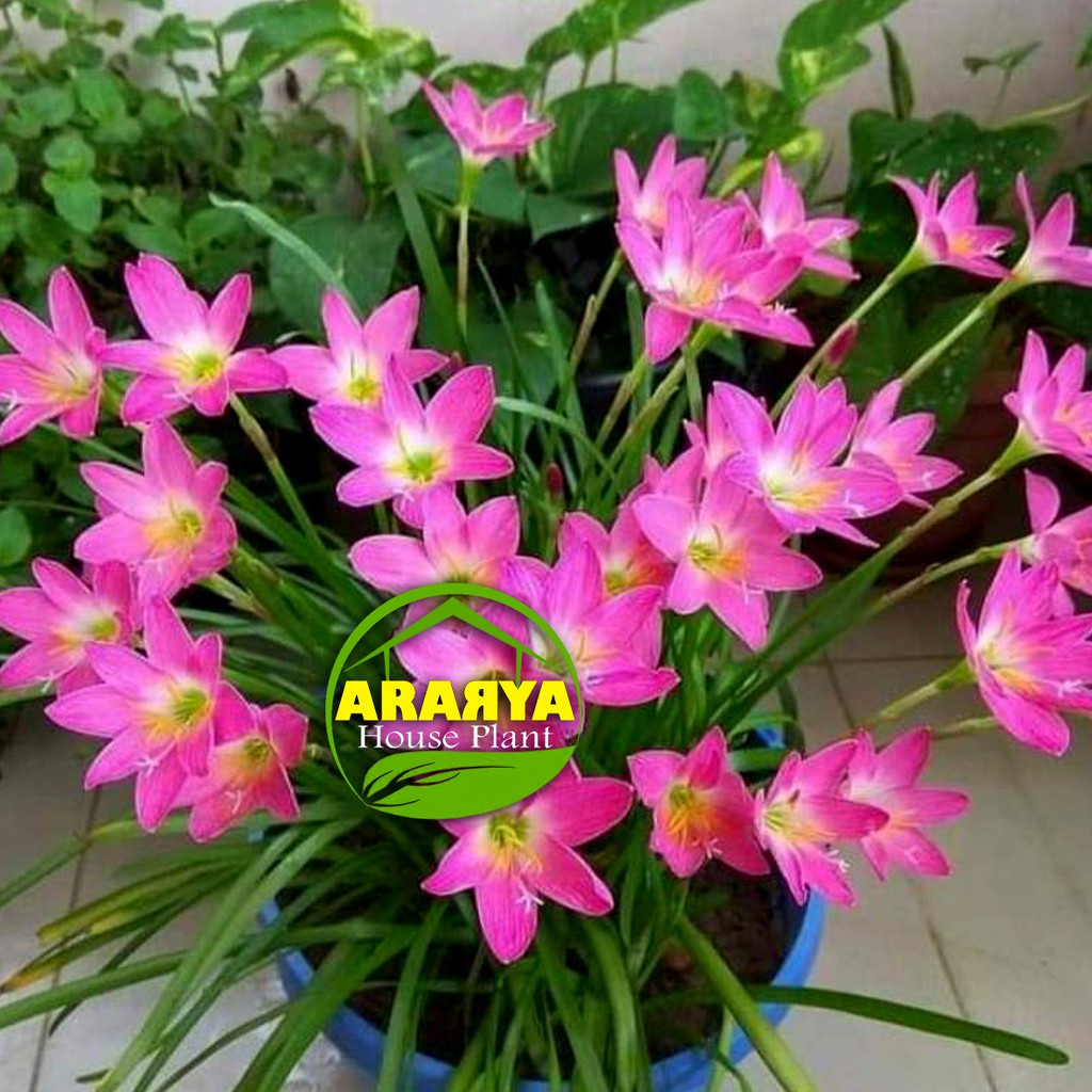 Jual Umbi Bunga Lili Hujan / Rain Lily / Bawang Brojol Pink | Shopee ...
