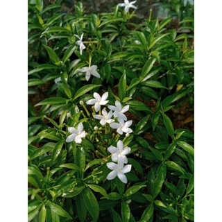 Jual Tanaman Hias Tanaman Bunga Rombusa Mini Hijau | Shopee Indonesia