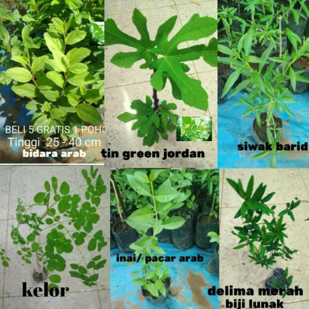 Jual paket isi 6 jenis pohon: 1 bidara arab, 1 tin green jordan 1 kelor ...