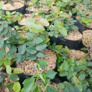 Jual Tanaman rambat dollar kecil 3 pcs (creeping ficus) | Shopee Indonesia