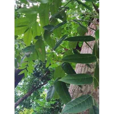 Jual Daun Mahoni Sehat Segar per Lembar - Minimal order 10lbr | Shopee ...