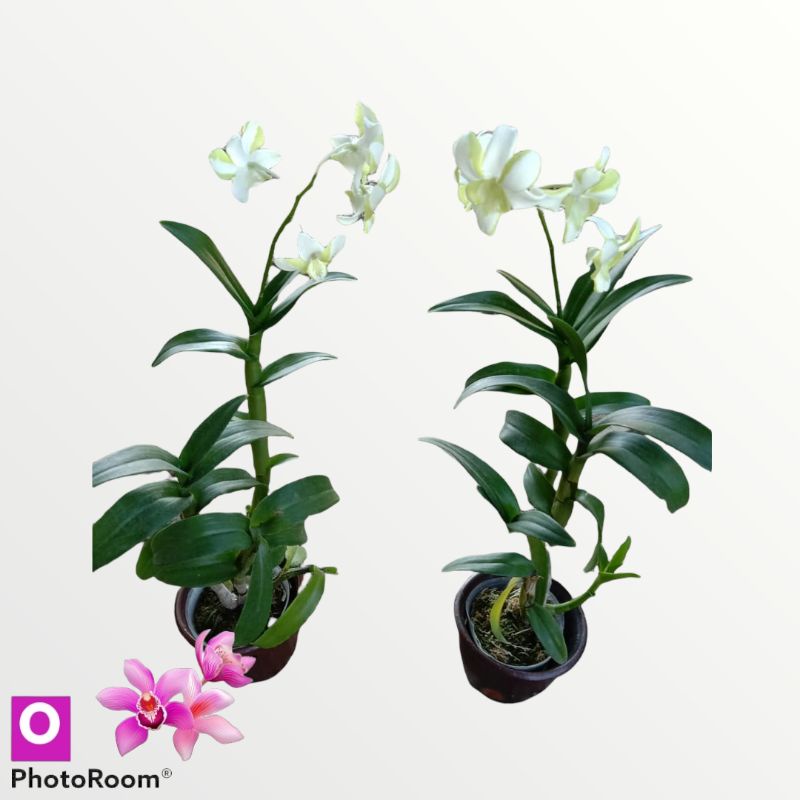 Jual Paket 2 Seedling Anggrek dendrobium putih strip cream tanaman hias ...