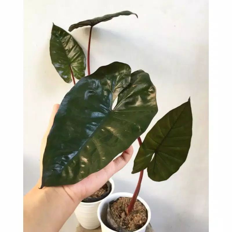 Jual tanaman hias talas hitam/keladi hitam | Shopee Indonesia