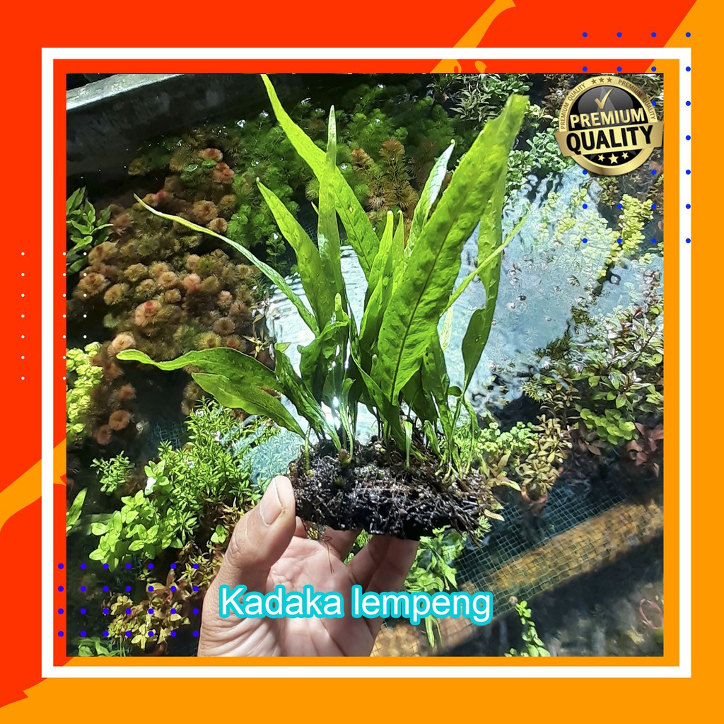 Jual Tanaman aquascape hiasan aquarium Kadaka java fern lempeng media ...