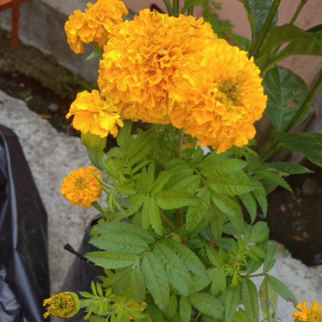 Jual Bunga suyok rimbun / hiasan taman Izzah / Izzah flowers | Shopee ...