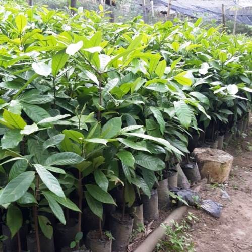 Jual bibit pohon pala tinggi 1 meter-pohon buah pala | Shopee Indonesia