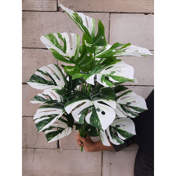 Jual TANAMAN PALSU MONSTERA VARIEGATA 18 CABANG ARTIFICIAL | Shopee ...