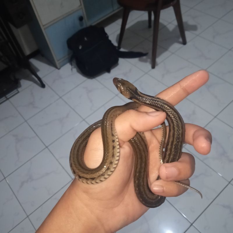 Jual Ular water tiger macan air | Shopee Indonesia