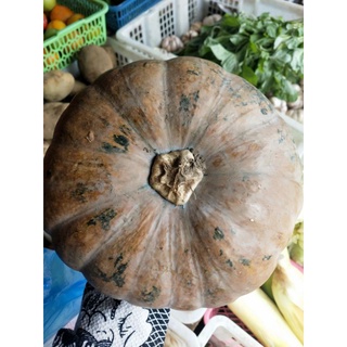 Jual Labu Parang Labu Kolak atau Labu Kuning | Shopee Indonesia