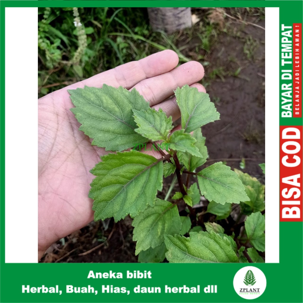 Jual Pohon Nilam - Bibit Tanaman Daun Bahan Minyak Wangi | Shopee Indonesia