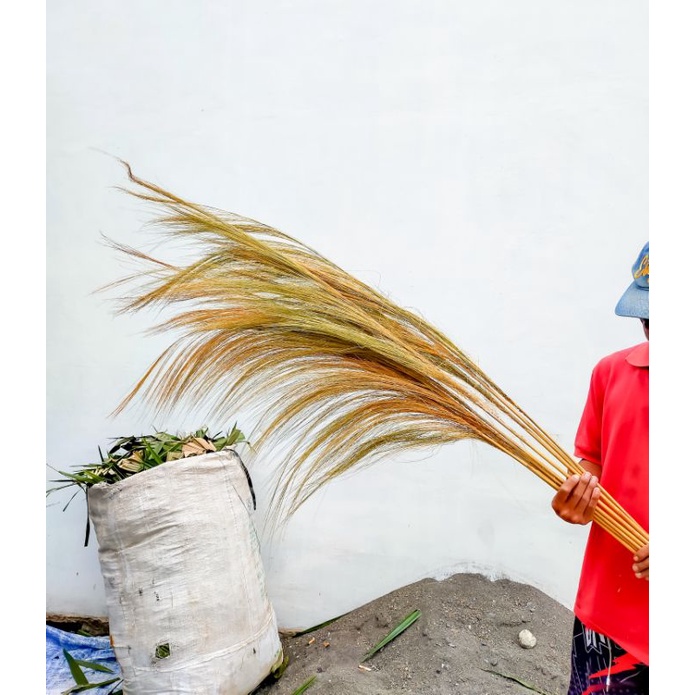 Jual Rayung jumbo XXL isi 50btg / rayung super/ dried pampas grass ...