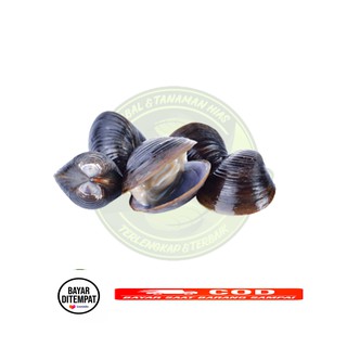 Jual Remis Sungai Obat Herbal Liver dll Haremis Cece Kerang Kuning ...