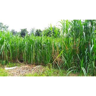 Jual Bibit king grass rumput raja produktivitas tinggi 4 meter lebih ...