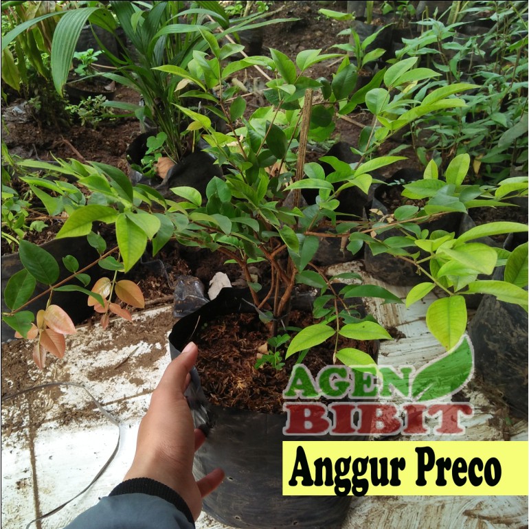 Jual Bibit Pohon Anggur Brazil - Anggur Brazil Preco - Buah Genjah ... Jual Bibit Pohon Anggur Brazil - Anggur Brazil Preco - Buah Genjah ...
