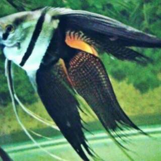 Jual Ikan Manfish Slayer Manfish BW Manfish Black White Ikan Veil ...